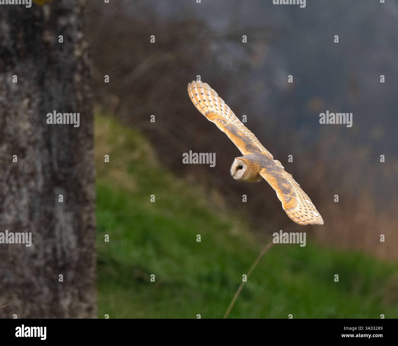 Barn Owl in flight UK [ Tyto Alba ] Stock Photo - Alamy