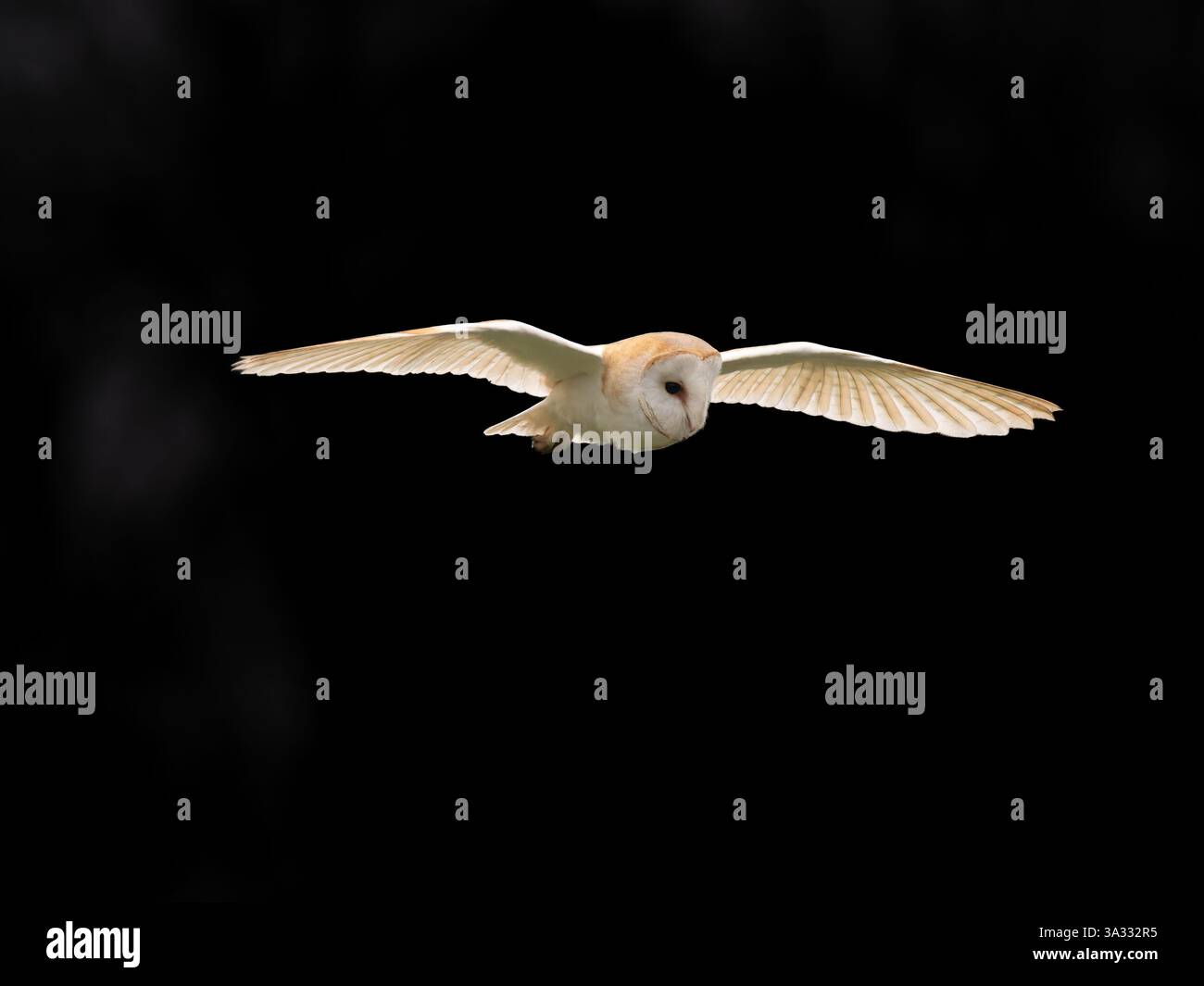 Barn Owl in flight UK [ Tyto Alba ] Stock Photo - Alamy