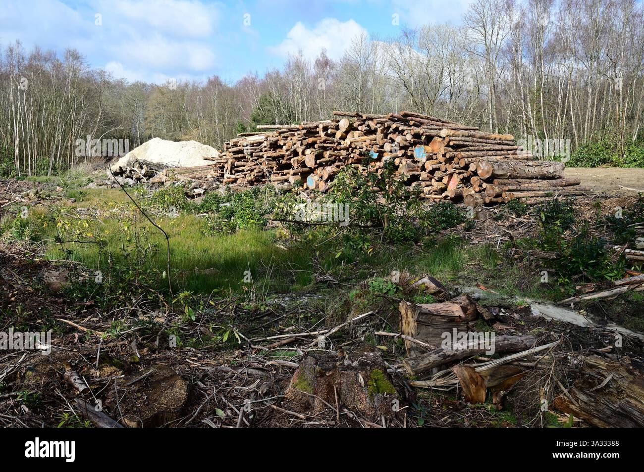 Stacked tree trunks on a farm in the UK Stock Photo - Alamy