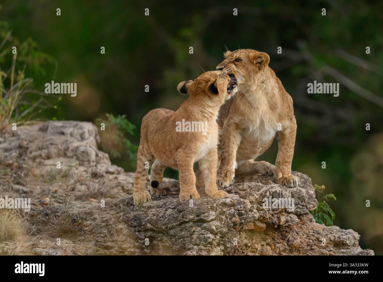 Lion cubs of the Topi Pride playing, Masai Mara, Kenya, March 2025 Stock Photo - Alamy
