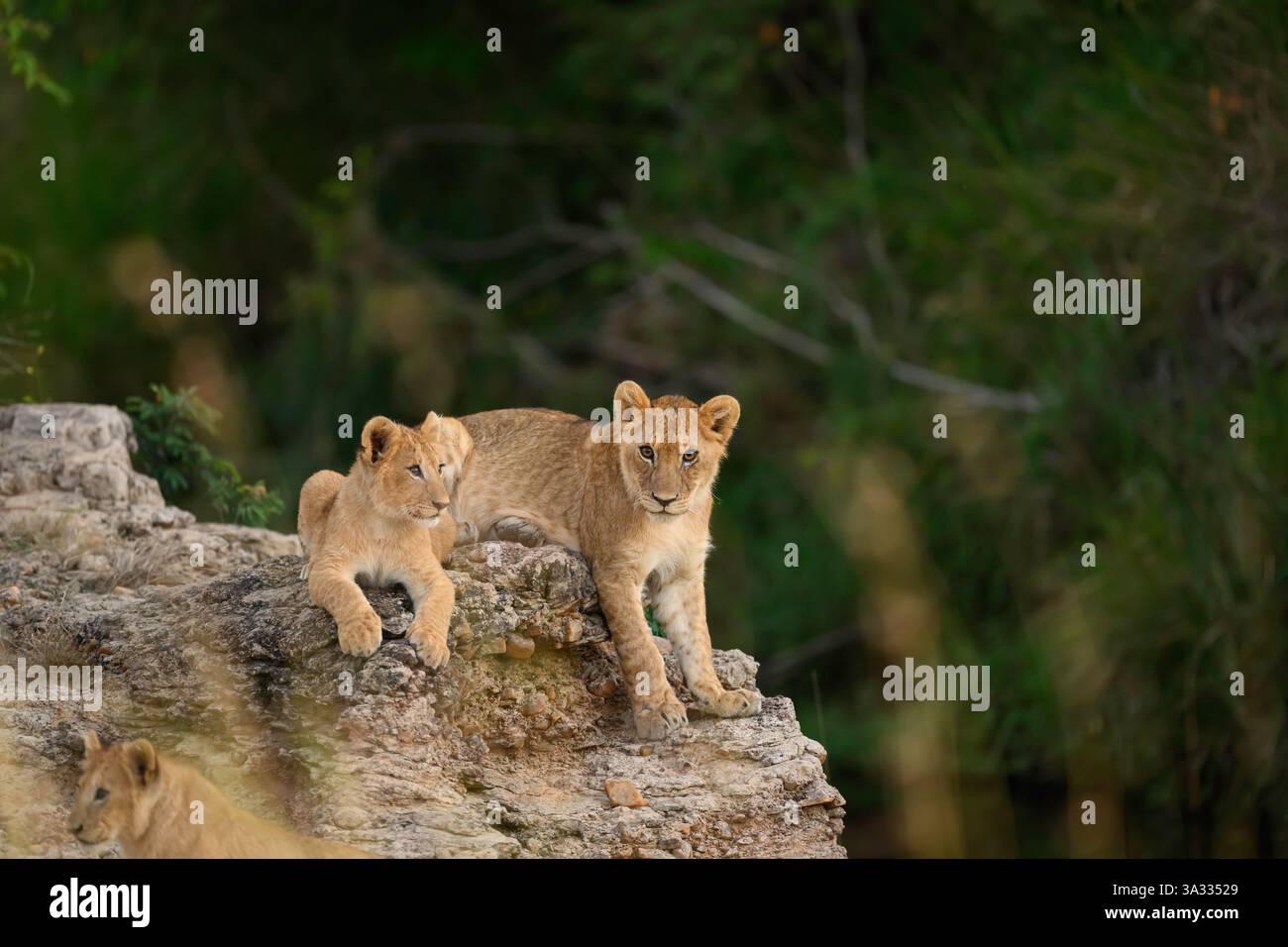 Lion cubs of the Topi Pride sitting on a rock, Masai Mara, Kenya, March ...