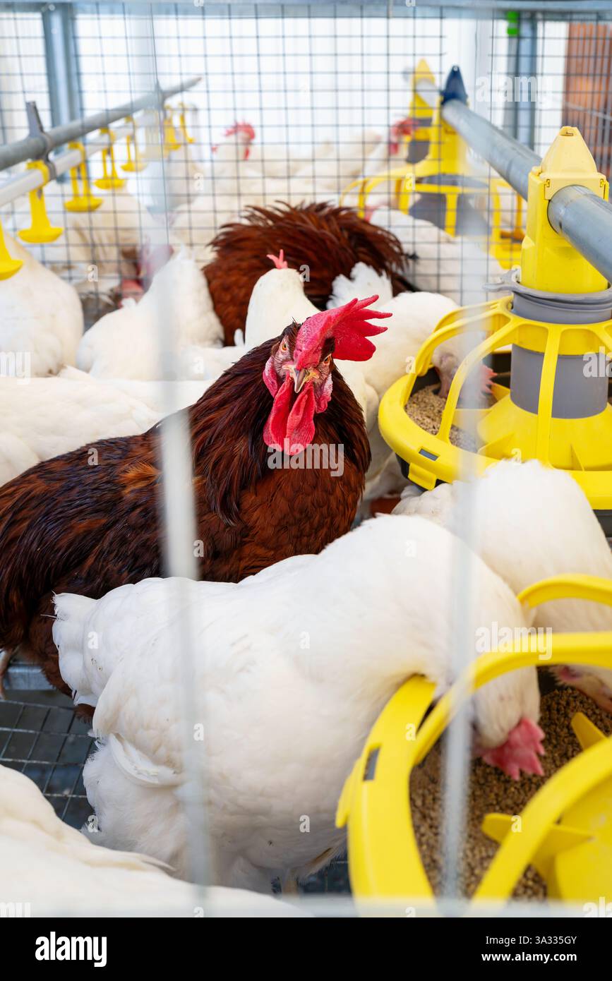 Poultry farm cage system. Hens and rooster in cage Stock Photo - Alamy