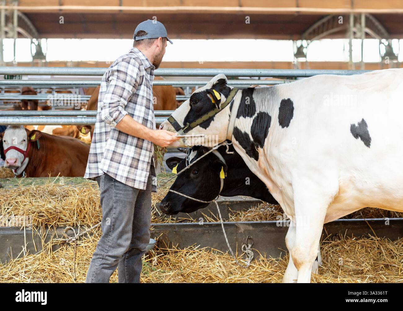 Farm inspector using digital tablet to check cows at livestock farm ...