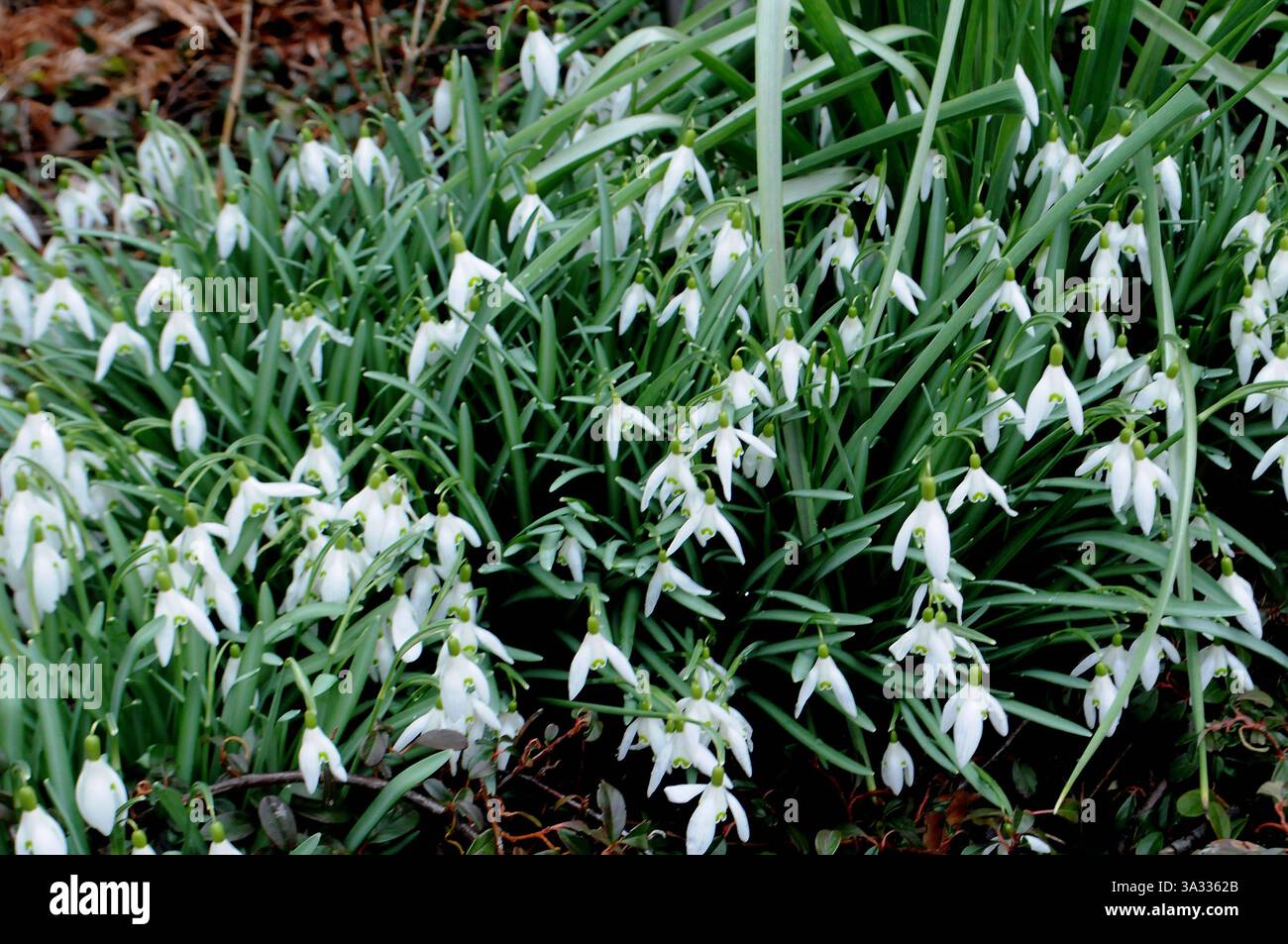 Copenhagen/ DenmarK/14 march 2025/winter now bulb flowers in wild in ...