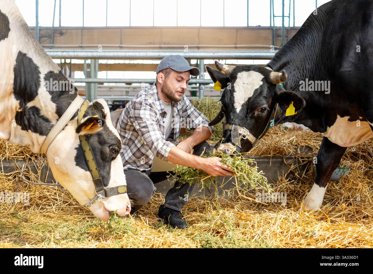 Farmer feeding cows with hay in livestock farm barn Stock Photo - Alamy
