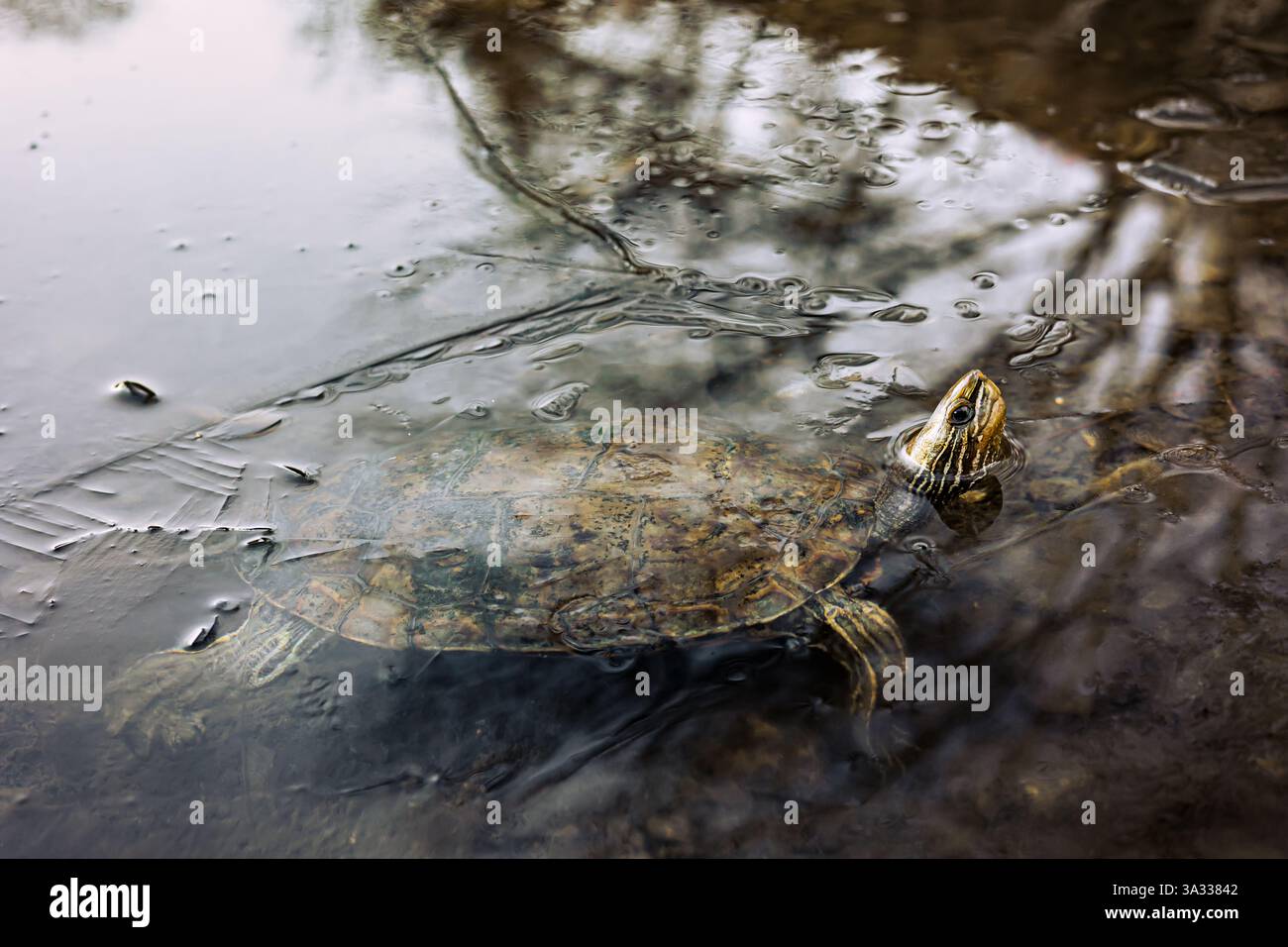 A freshwater turtle swimming in Turtle Lake in Tbilisi, Georgia, during ...