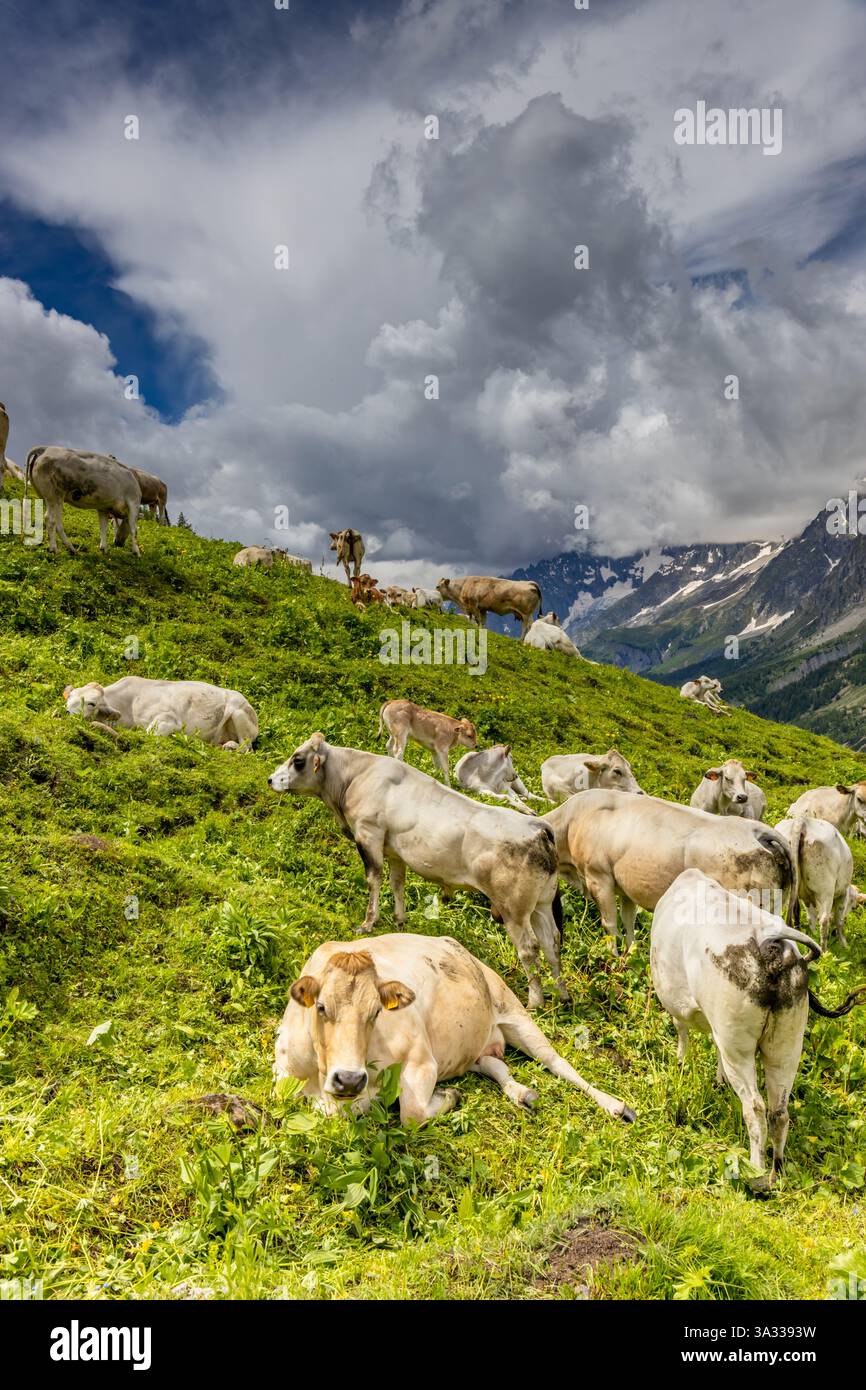 Cow and calf on the farm in the Alps. European farming on the green ...