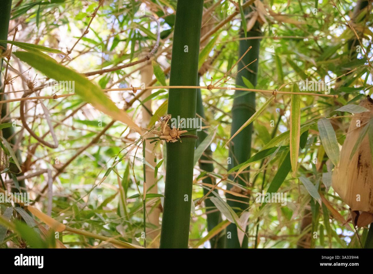 bamboo tree and green leaves Stock Photo - Alamy