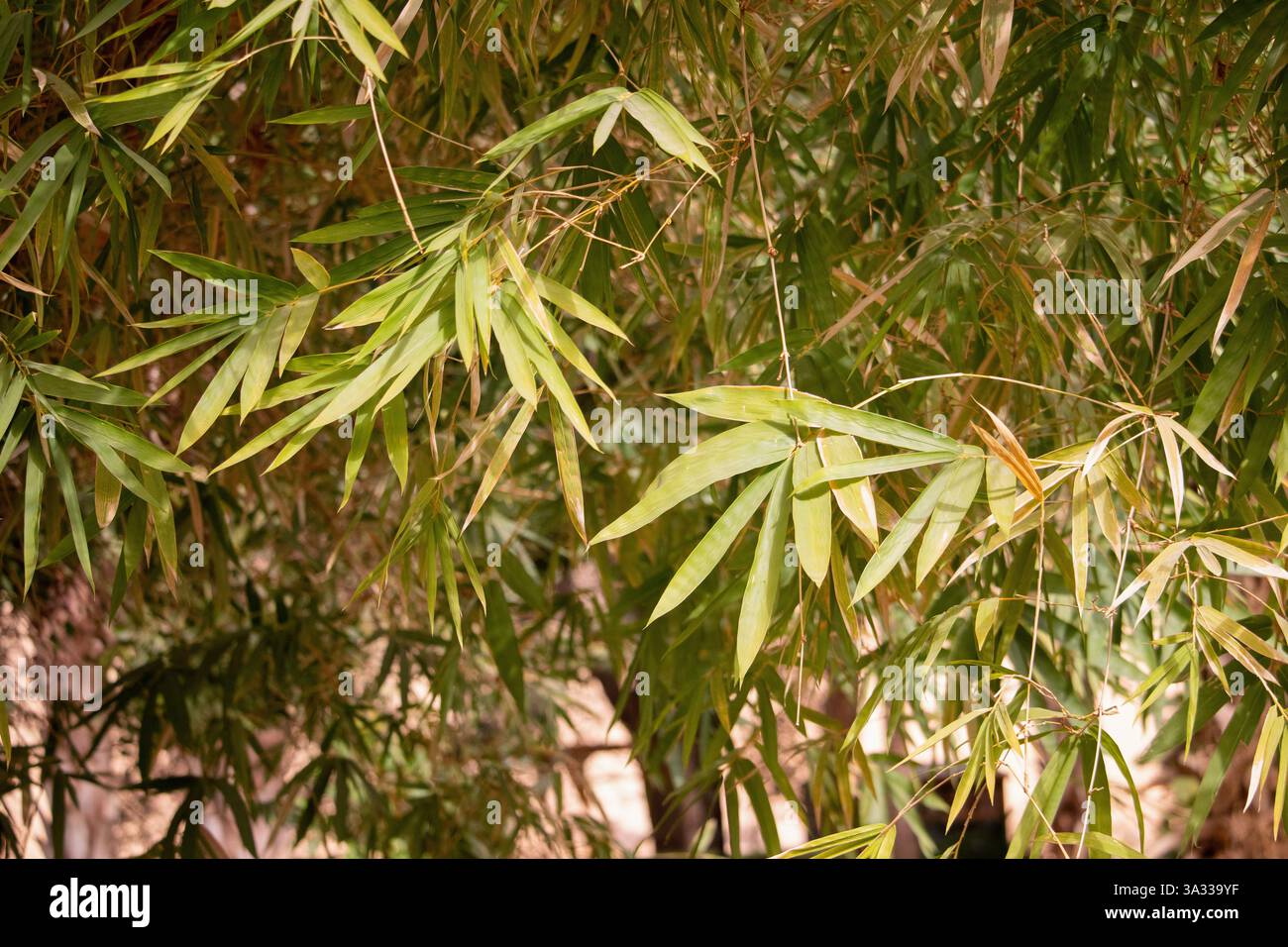 bamboo tree and green leaves Stock Photo - Alamy