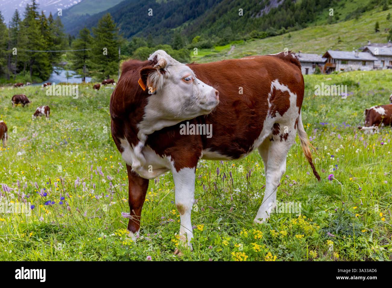 Cow and calf on the farm in the Alps. European farming on the green ...