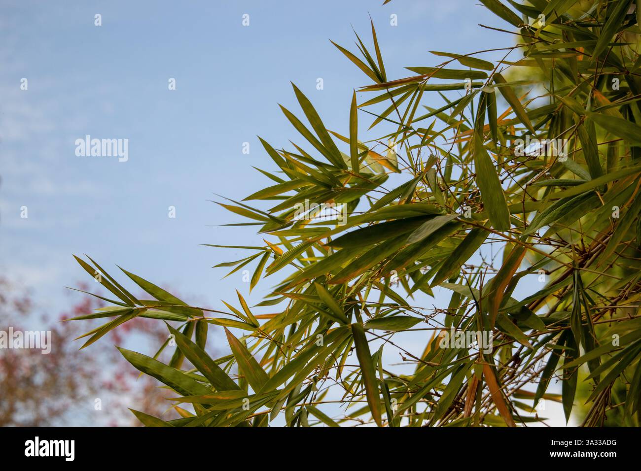 bamboo tree and green leaves Stock Photo - Alamy