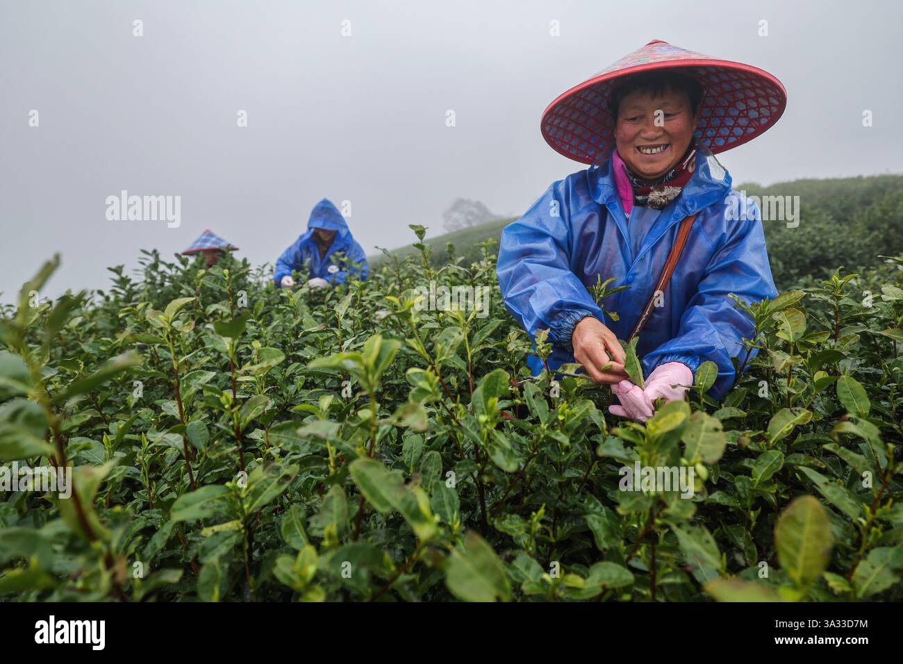 Hangzhou, China's Zhejiang Province. 14th Mar, 2025. Farmers pick ...