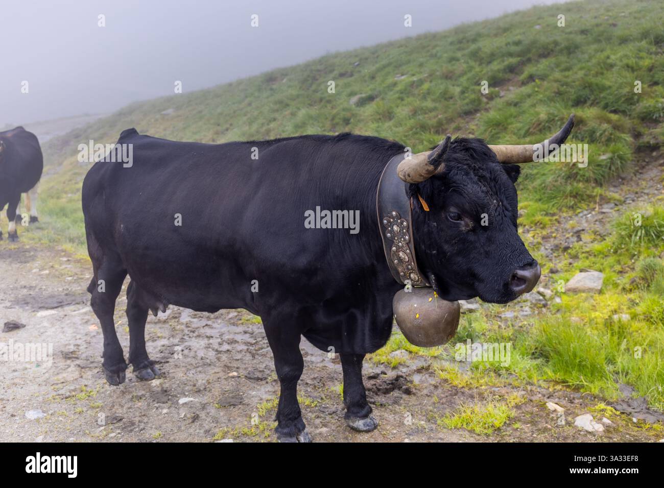 Cow and calf on the farm in the Alps. European farming on the green ...