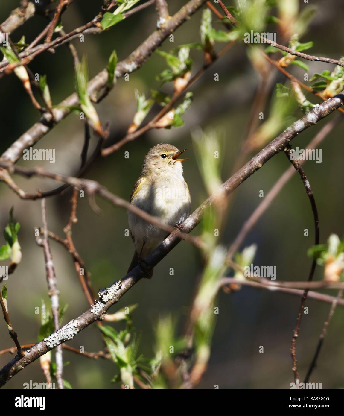 Common chiffchaff (Phylloscopus collybita) singing in a tree in spring ...