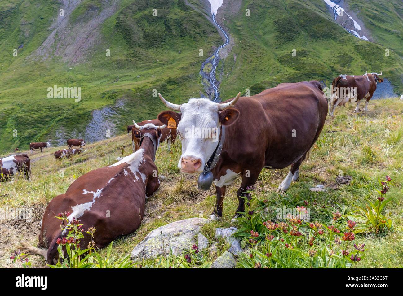 Cow and calf on the farm in the Alps. European farming on the green ...
