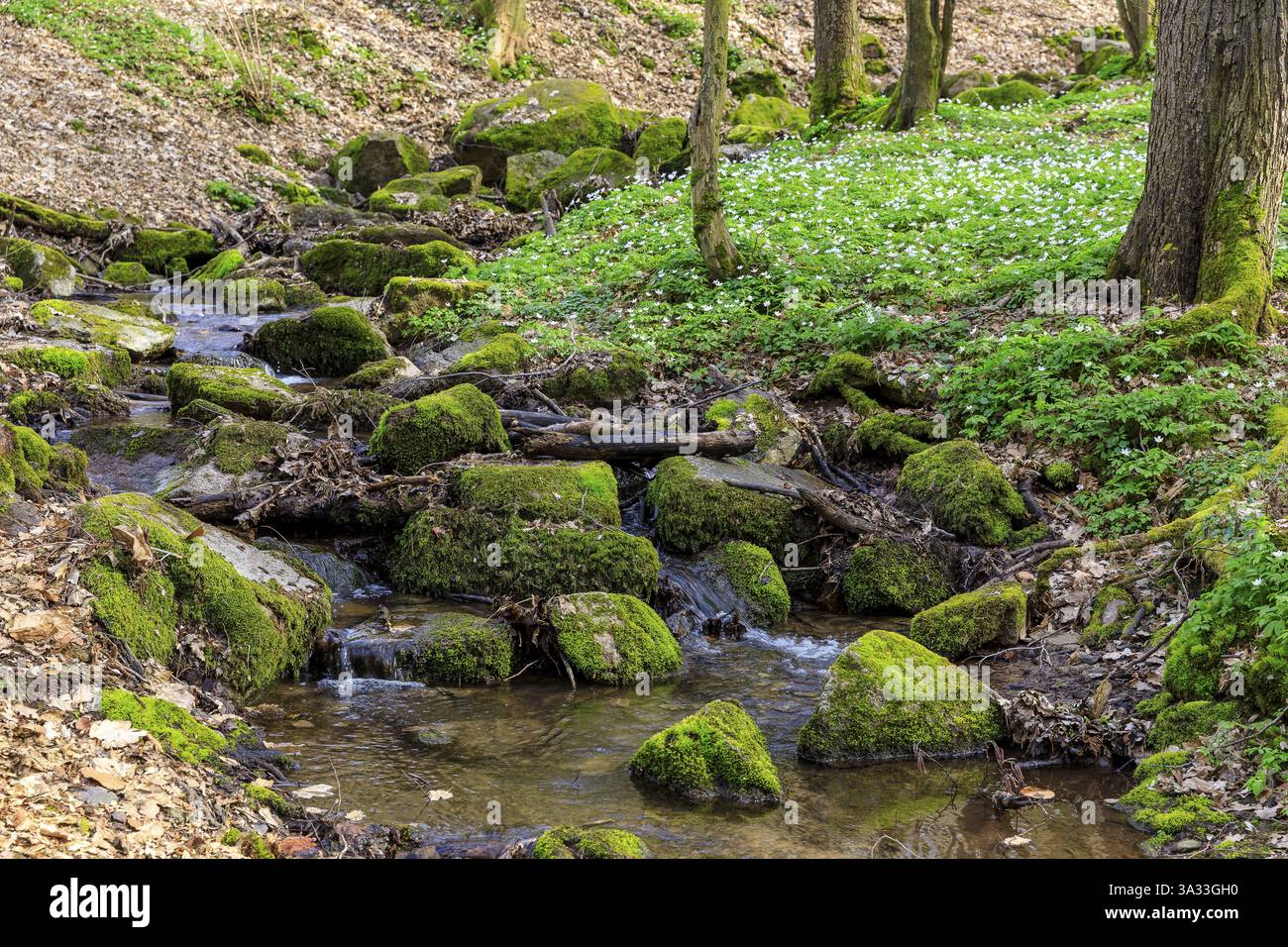 Wood anemones (Anemonoides nemorosa) bloom at the Spargrundbach in ...