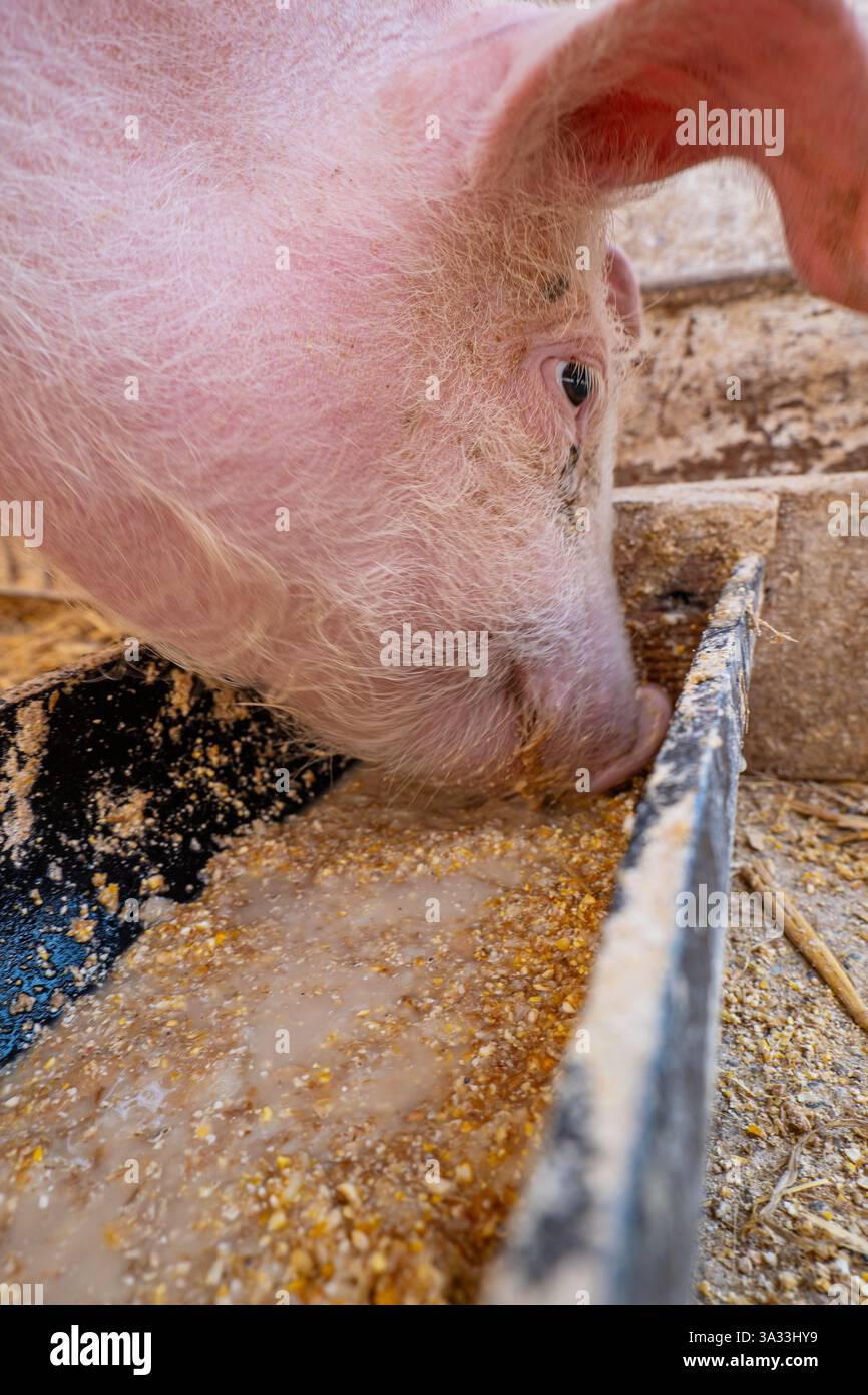 A domestic, pink, curly tailed young pig feeding at the trough. Wide ...
