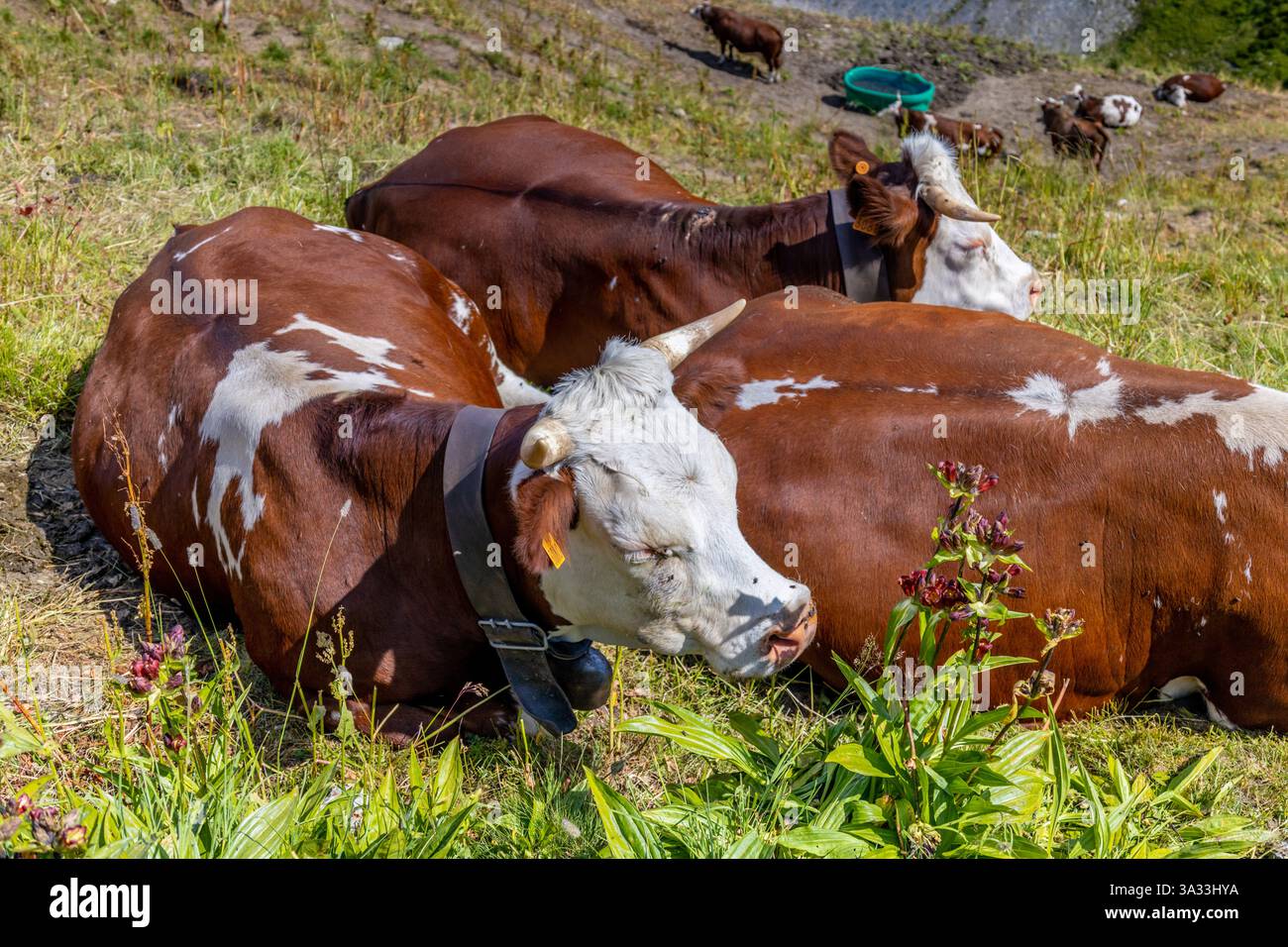 Cow and calf on the farm in the Alps. European farming on the green ...