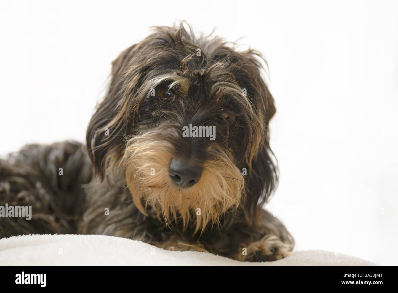 Rough-haired dachshund, female, animal portrait, lying on white blanket ...