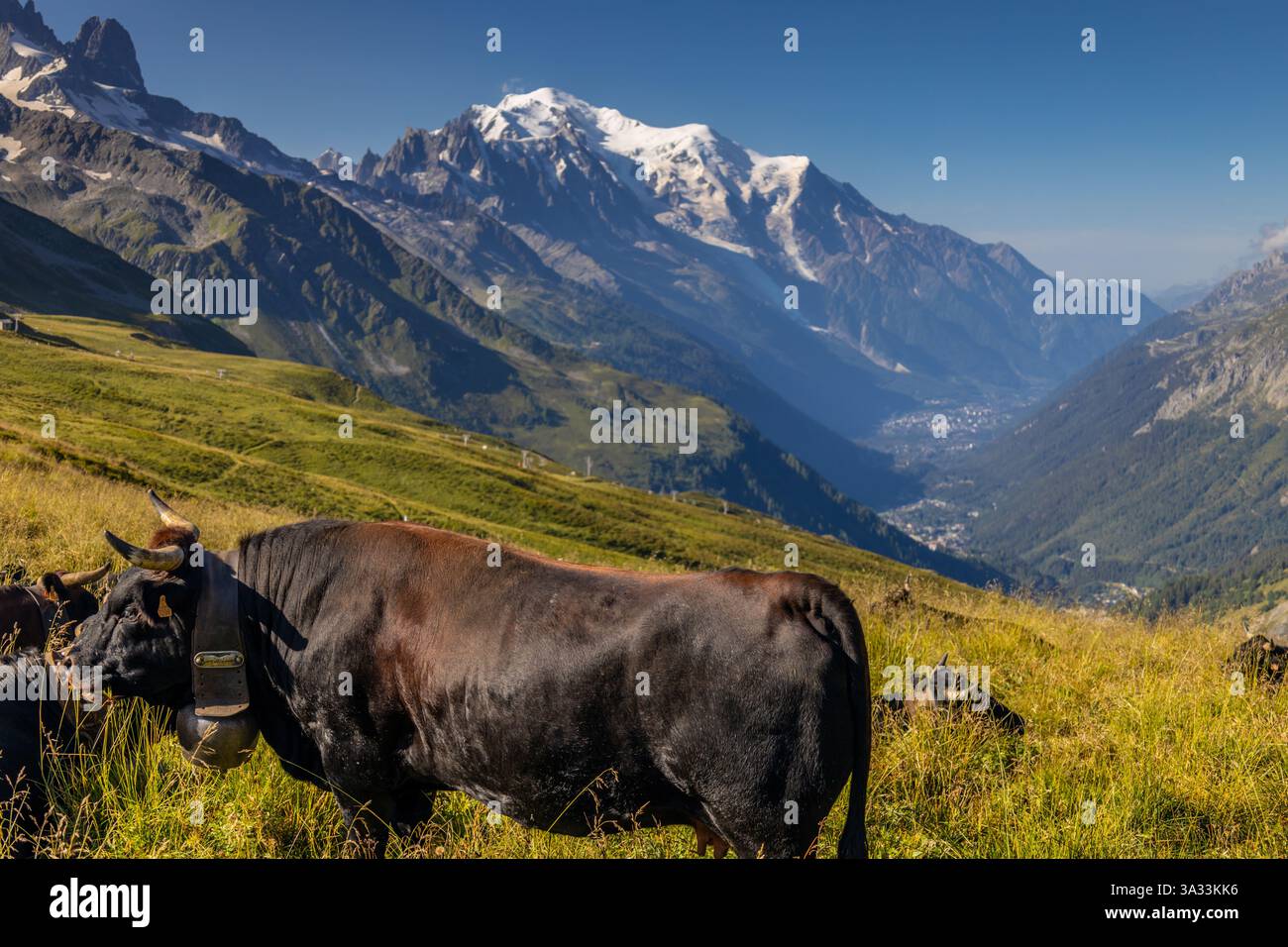 Cow and calf on the farm in the Alps. European farming on the green ...