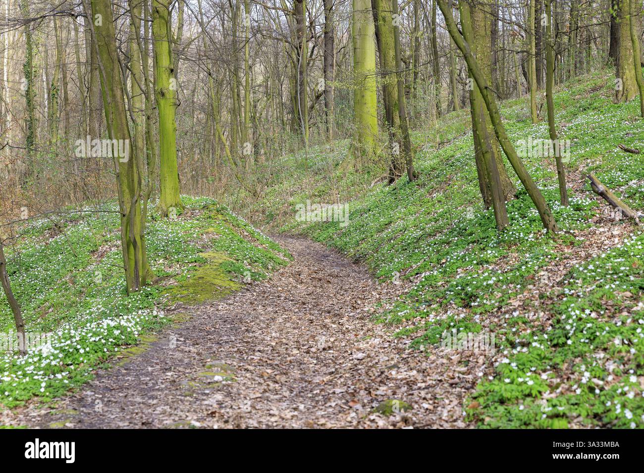 Wood anemones (Anemonoides nemorosa) bloom in spring in the Spargruende ...