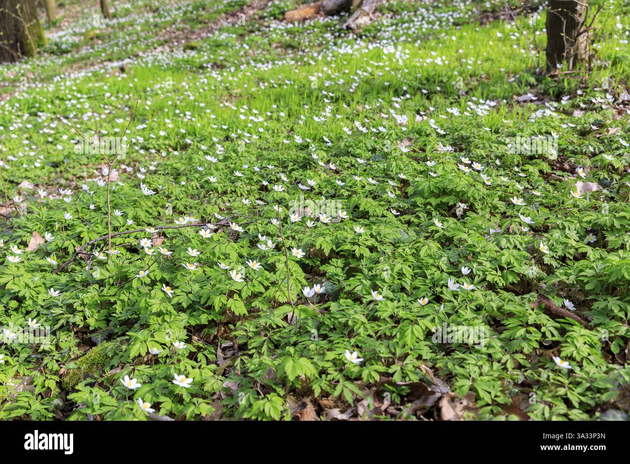 Wood anemones (Anemonoides nemorosa) bloom in spring in the Spargruende ...