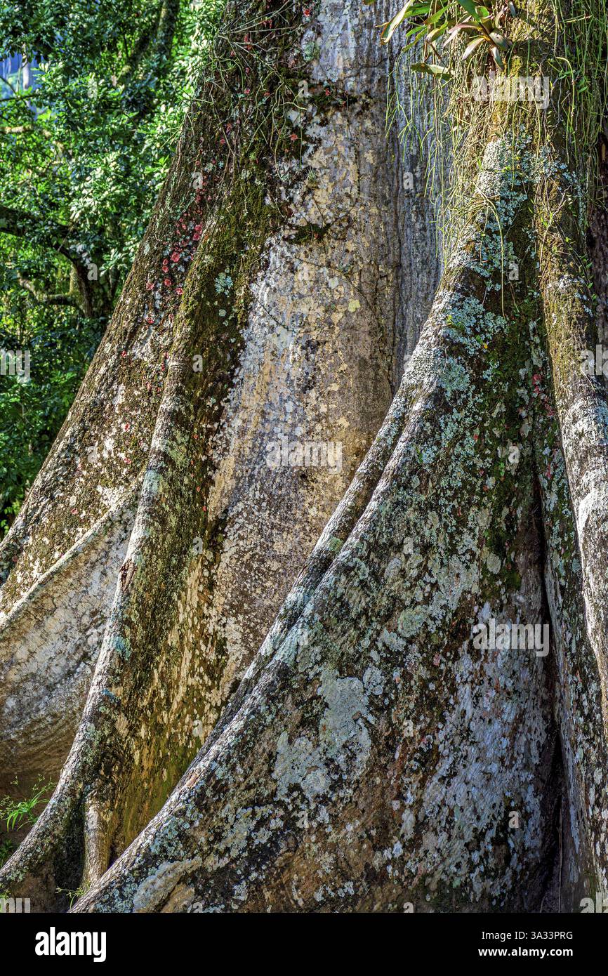 Large and strong roots of a tree typical of tropical forests in Brazil ...