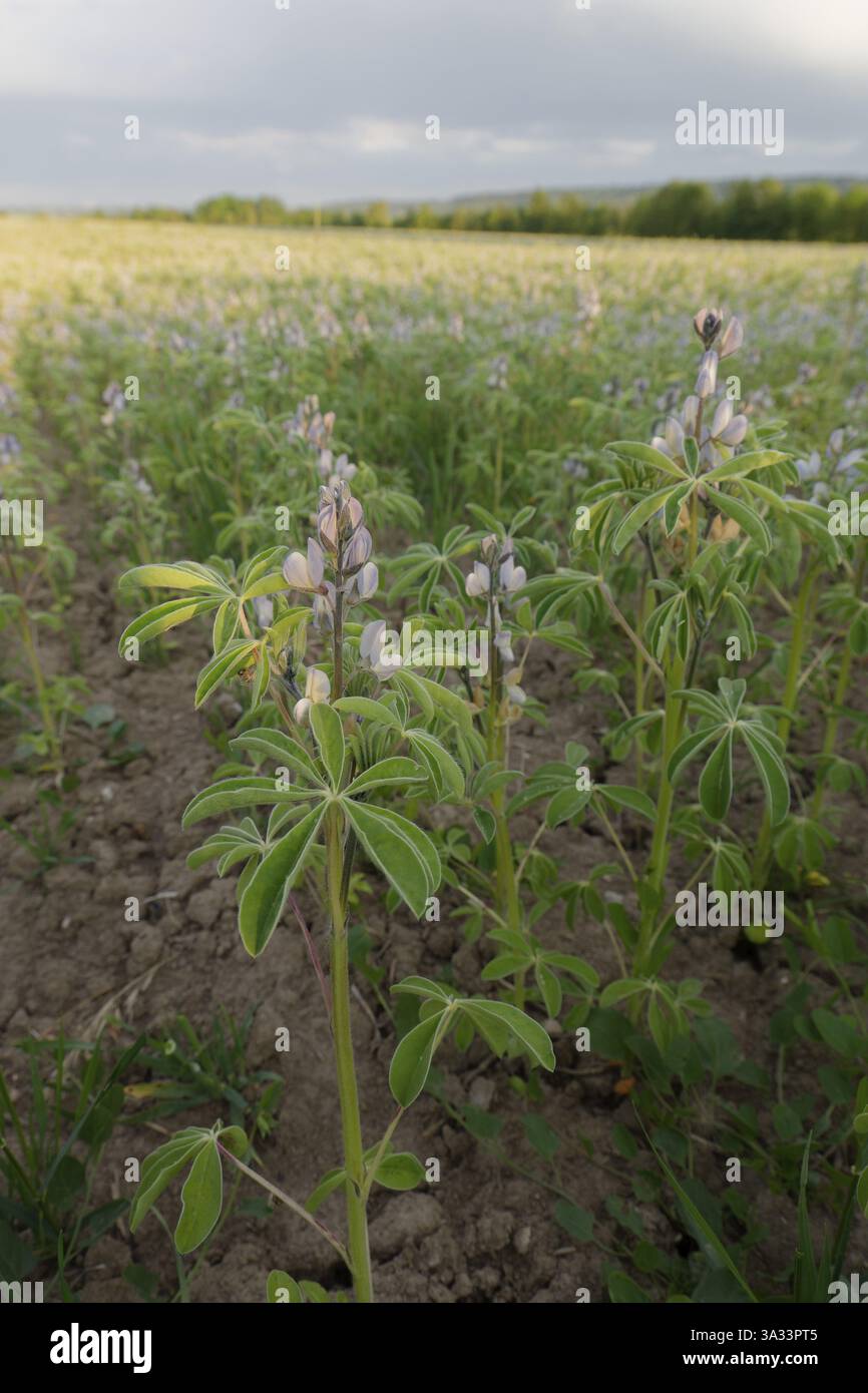 Lupin field, edible lupin, lupin, Schwaebisch Hall, food, foodstuffs ...