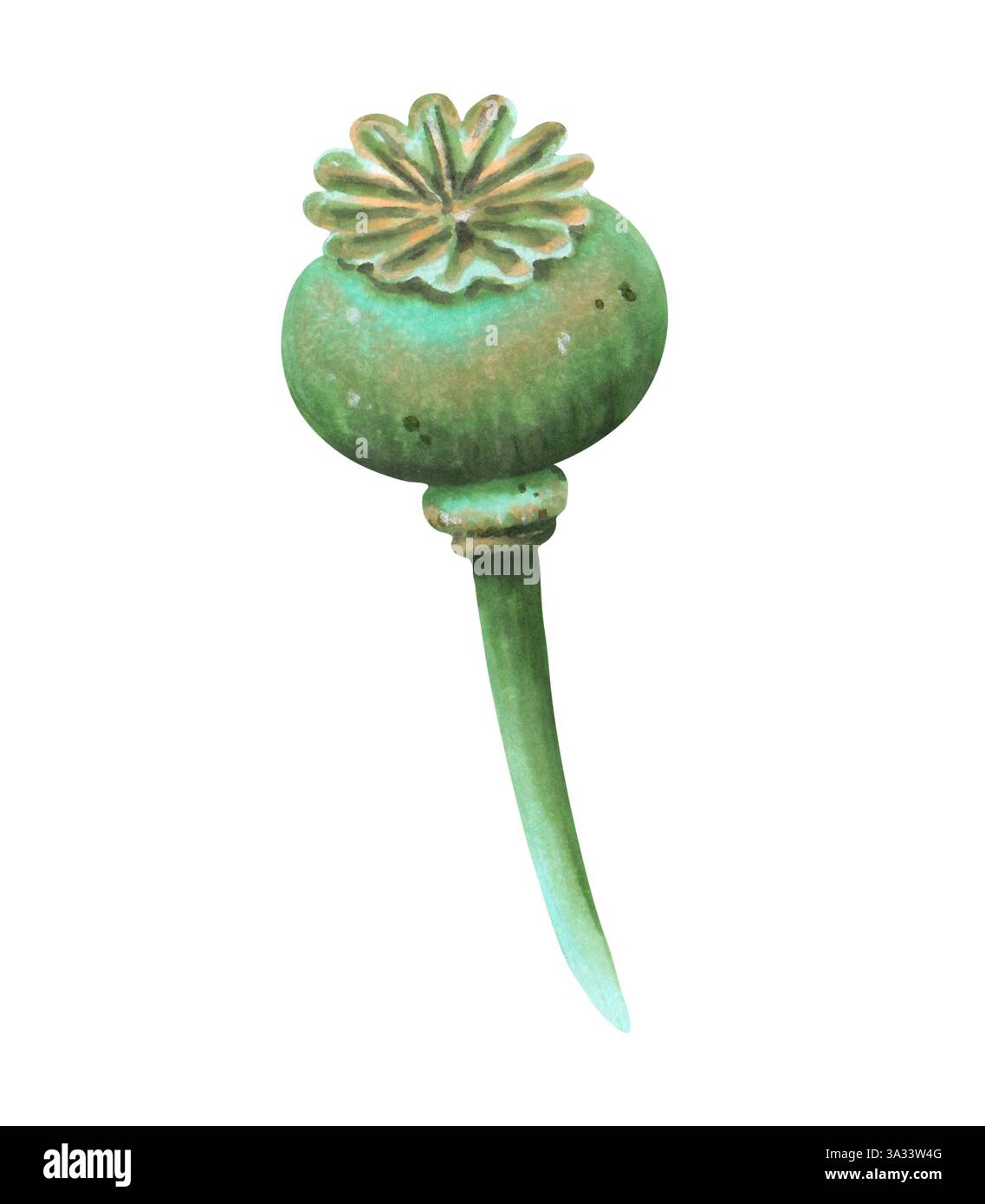 Poppy pod. Day of the dead. Watercolor and marker illustration. Hand ...