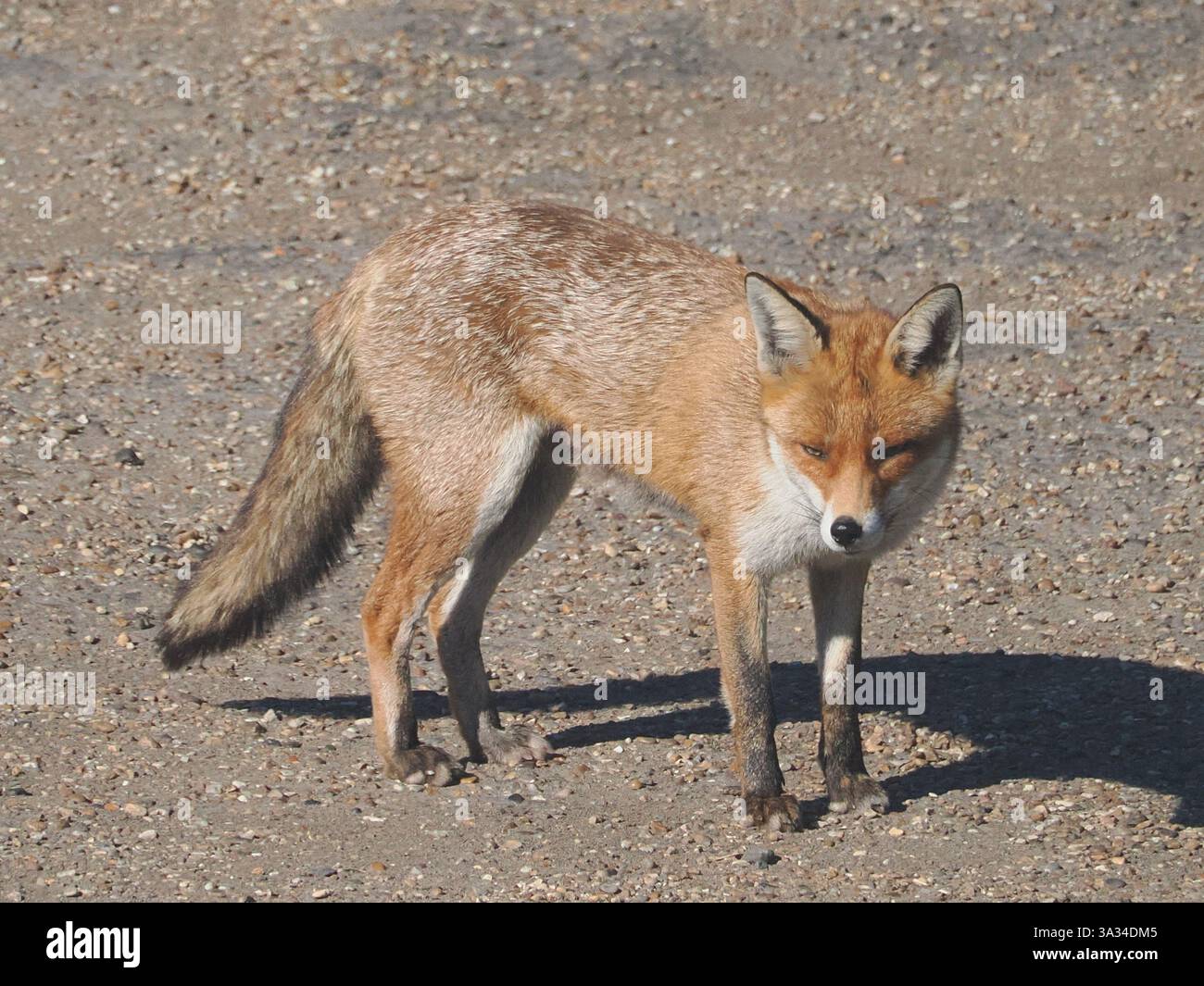 Sheerness, Kent, UK. 14th Mar, 2025. UK Weather: a red fox (vulpes ...