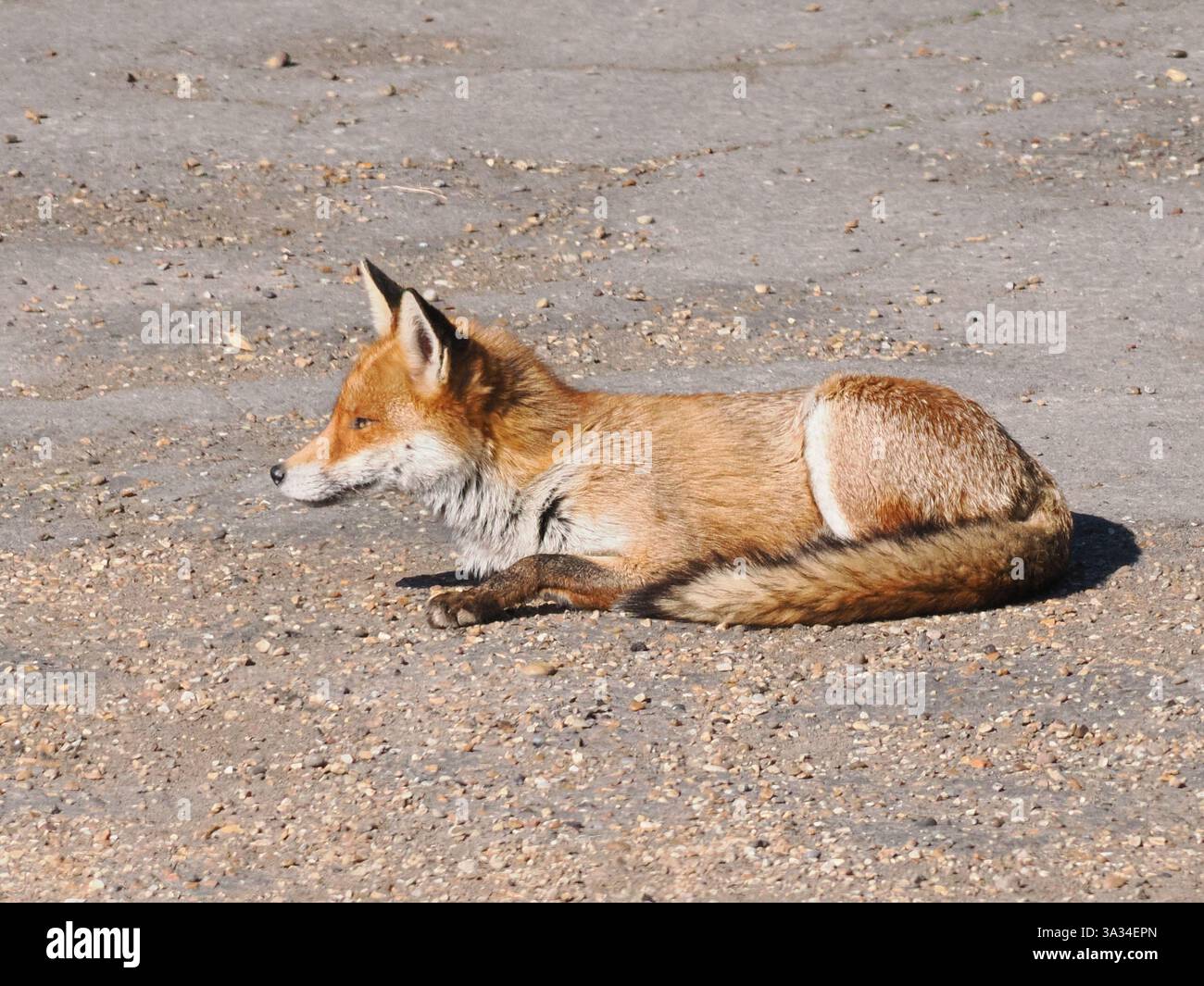 Sheerness, Kent, UK. 14th Mar, 2025. UK Weather: a red fox (vulpes ...