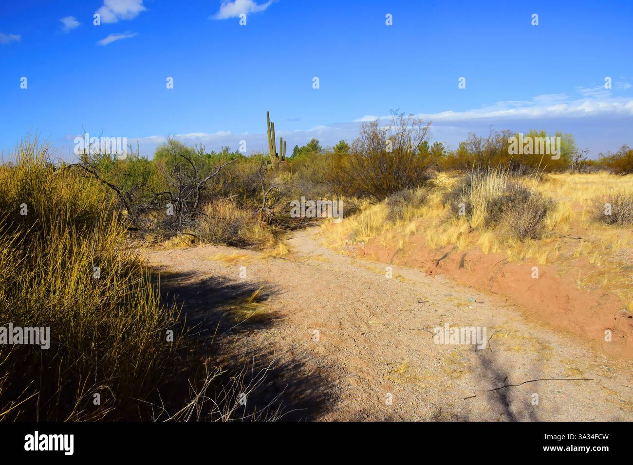 Arizona arroyo dry stream bed that provides a temporary drainage ...
