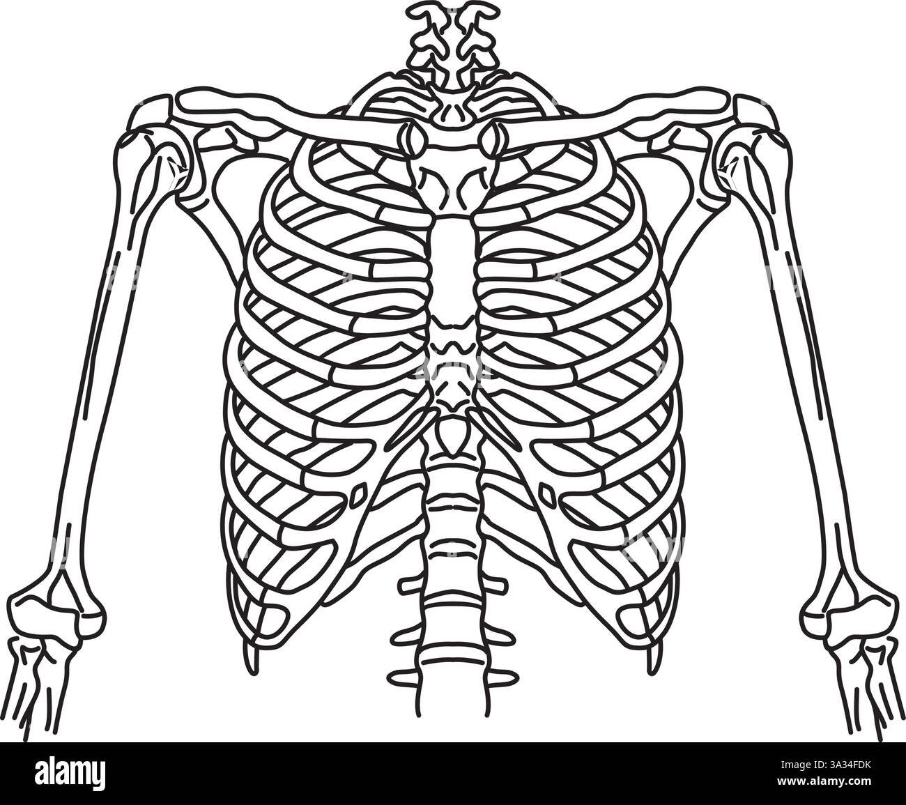 Rib outline vector. Human skeletal system. Anatomy Stock Vector Image ...