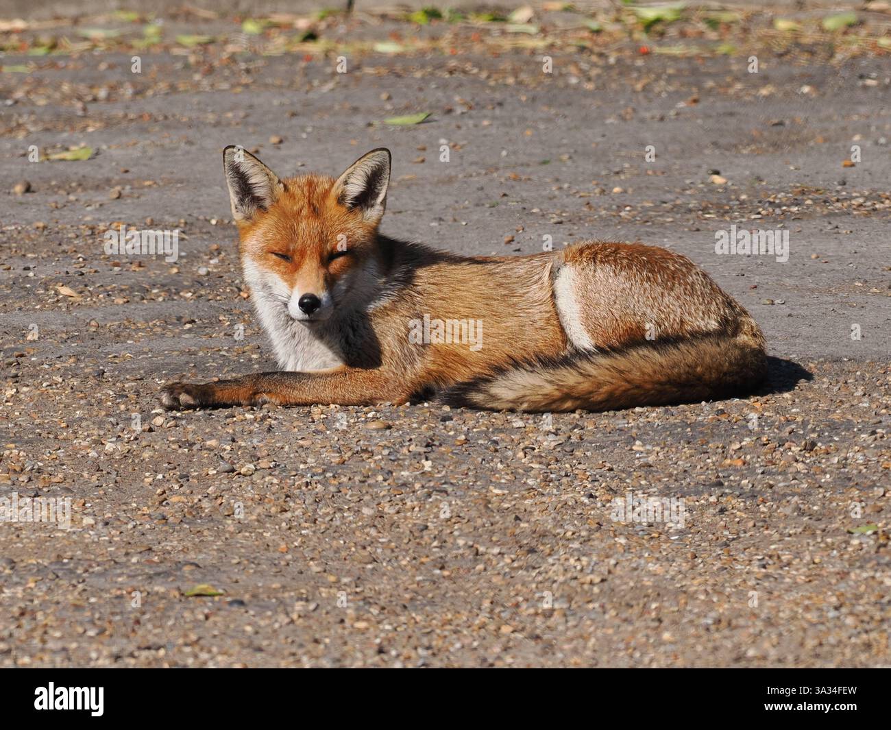 Sheerness, Kent, UK. 14th Mar, 2025. UK Weather: a red fox (vulpes ...
