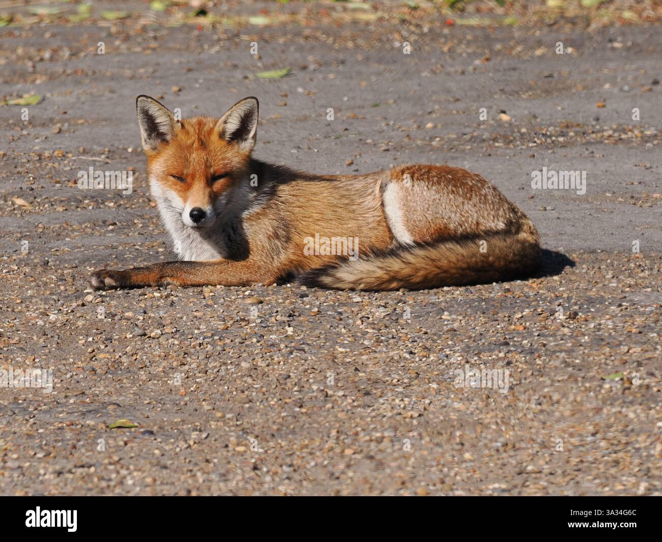 Sheerness, Kent, UK. 14th Mar, 2025. UK Weather: a red fox (vulpes vulpes) seen basking in the ...