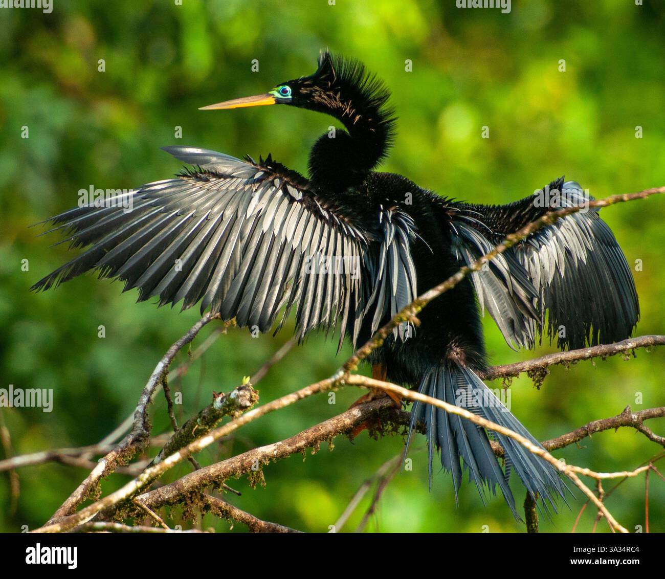 Anhinga snakebird preening drying hi-res stock photography and images ...