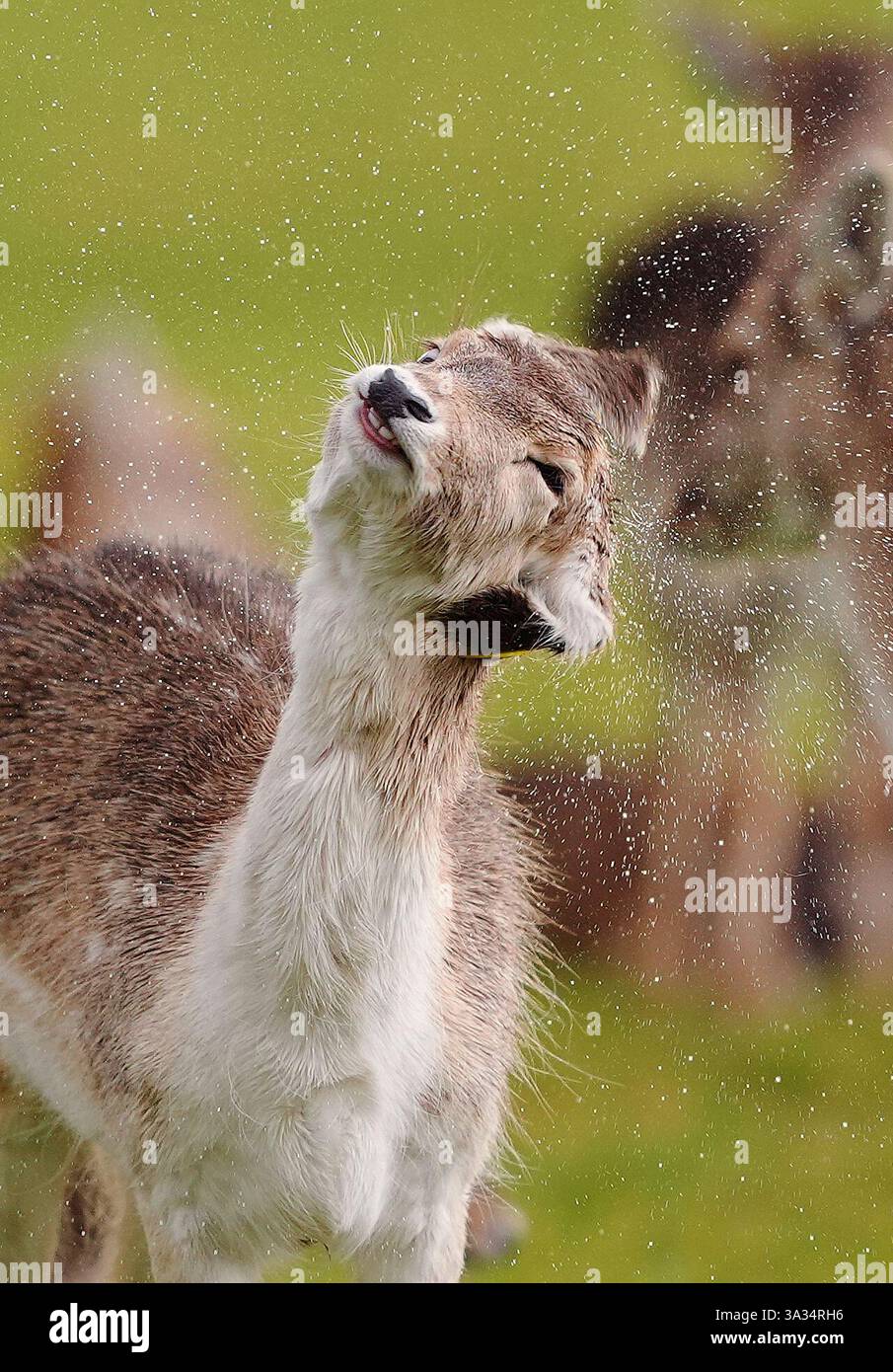 A fallow deer shakes water from it's coat following a hail shower in ...
