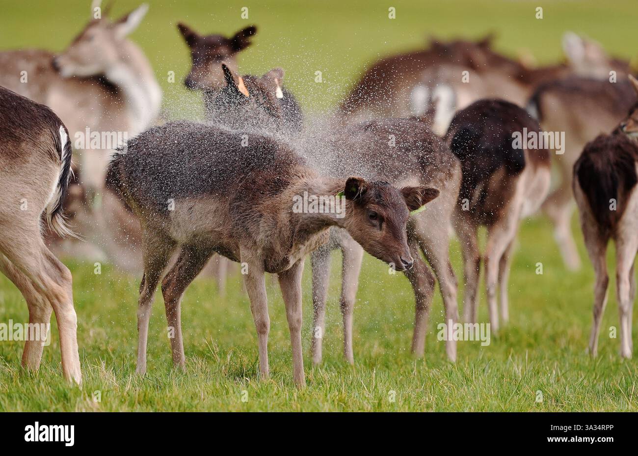 A fallow deer shakes water from it's coat following a hail shower in ...