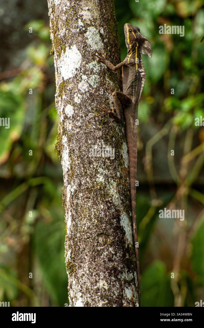 Lizard of costa rica hi-res stock photography and images - Alamy