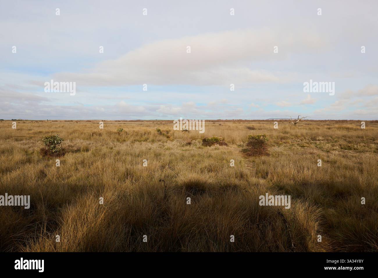 A vast open grassland stretches to the horizon under a cloudy sky. The ...