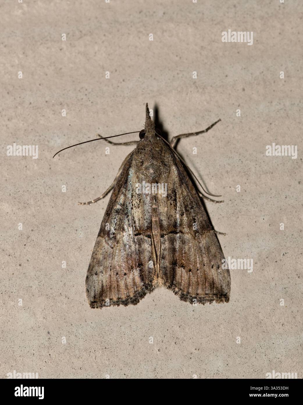 Green Cloverworm moth Hypena scabra on an exterior wall insect nature ...