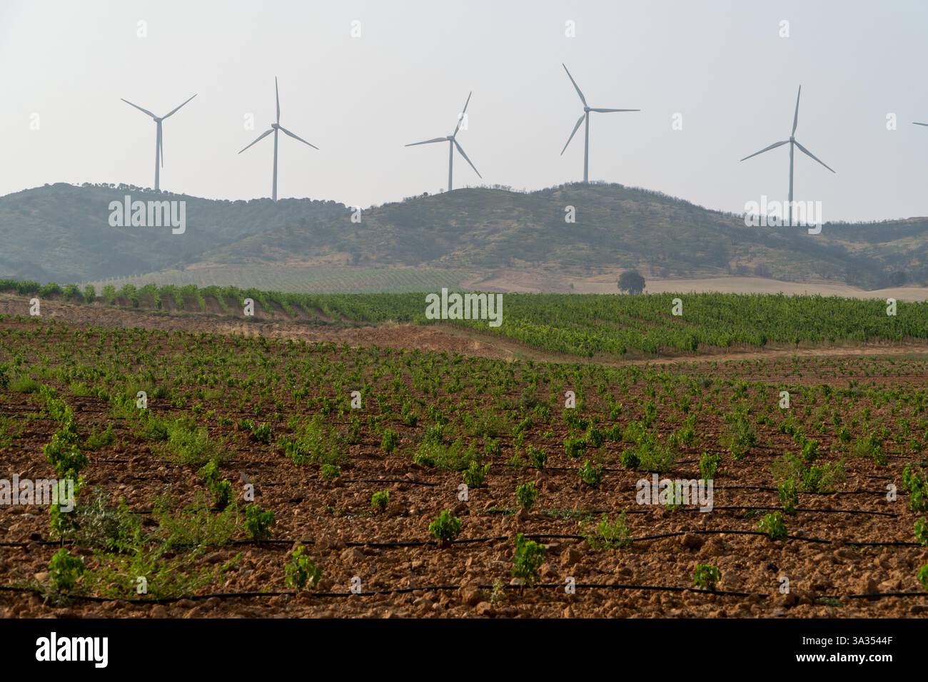 A captivating landscape featuring young vine plants in the fertile soil ...