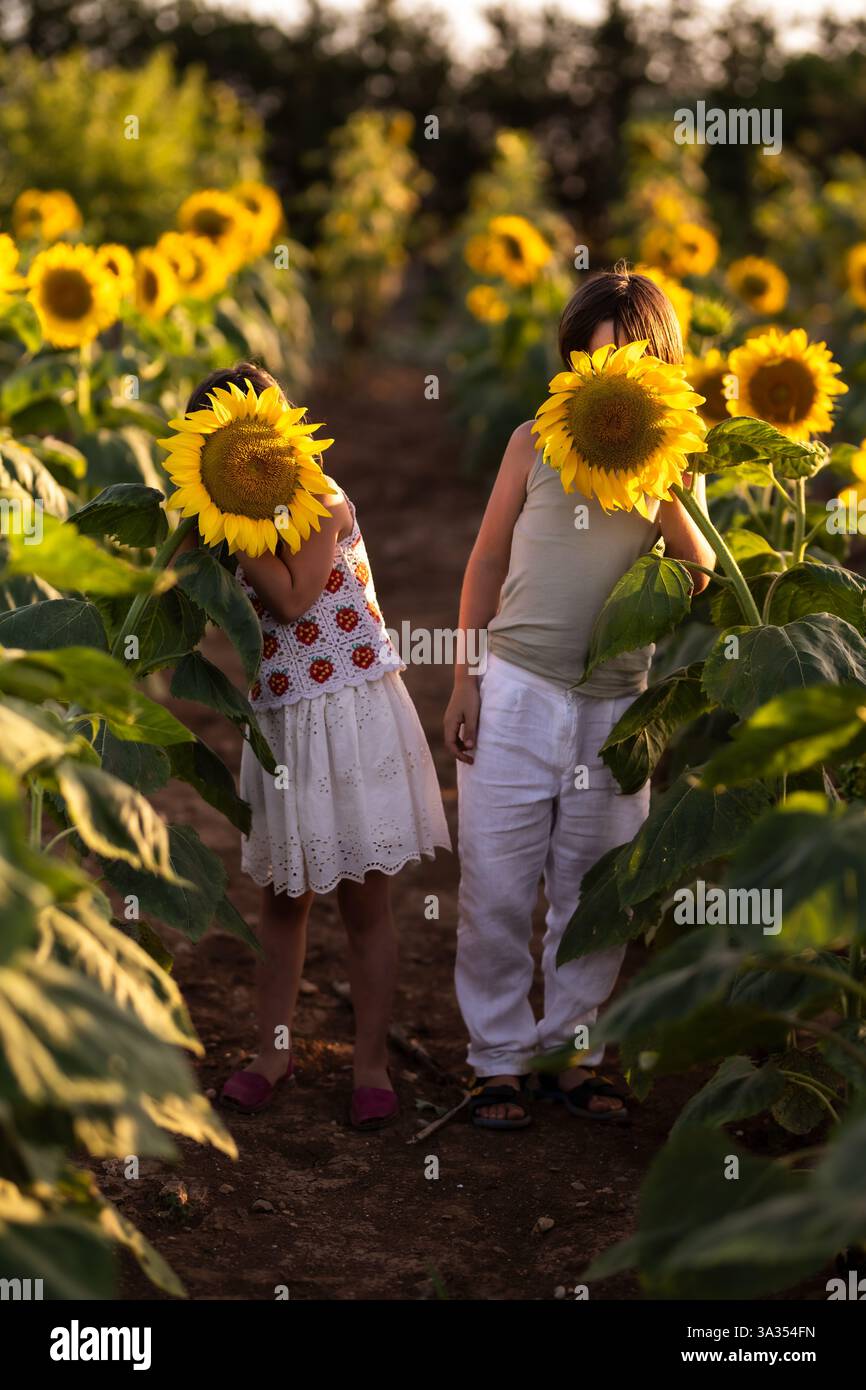 Two children playfully hide behind large sunflowers in a sunlit field ...