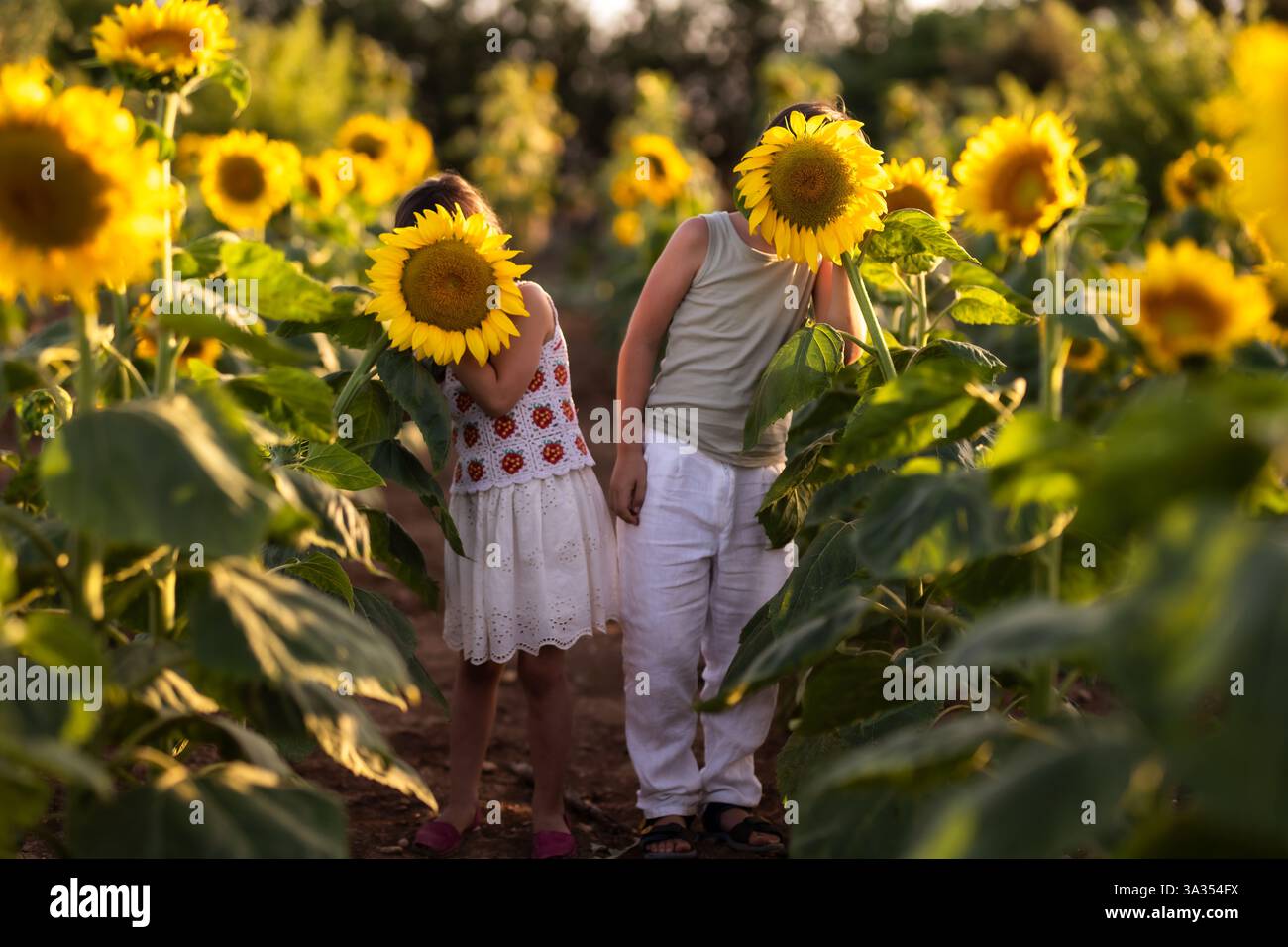 Two children playfully hide their faces behind sunflowers in a sunny ...