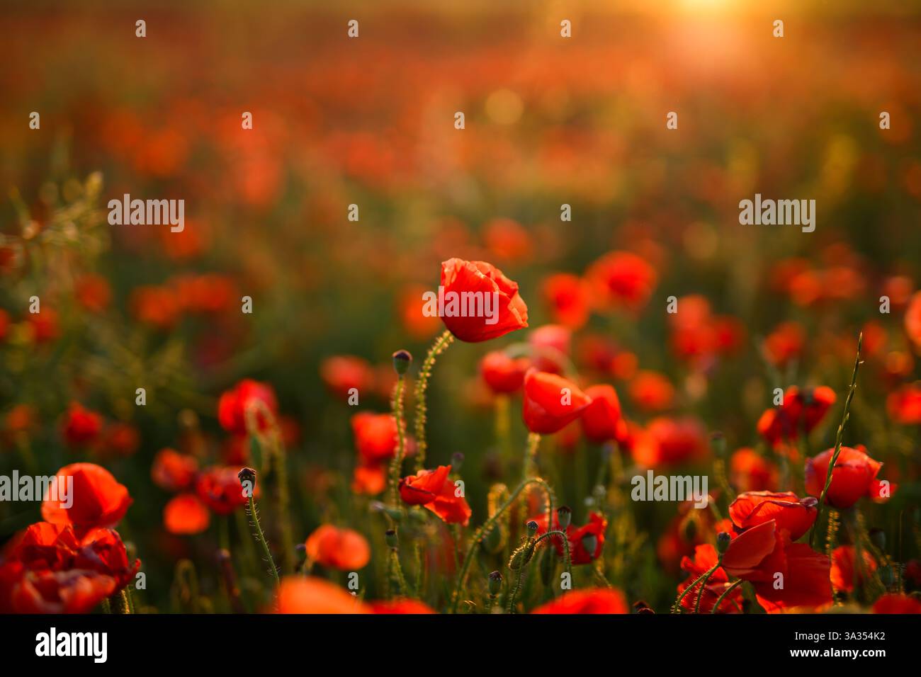 Glowing golden light bathes a vibrant field of Papaver rhoeas, commonly ...