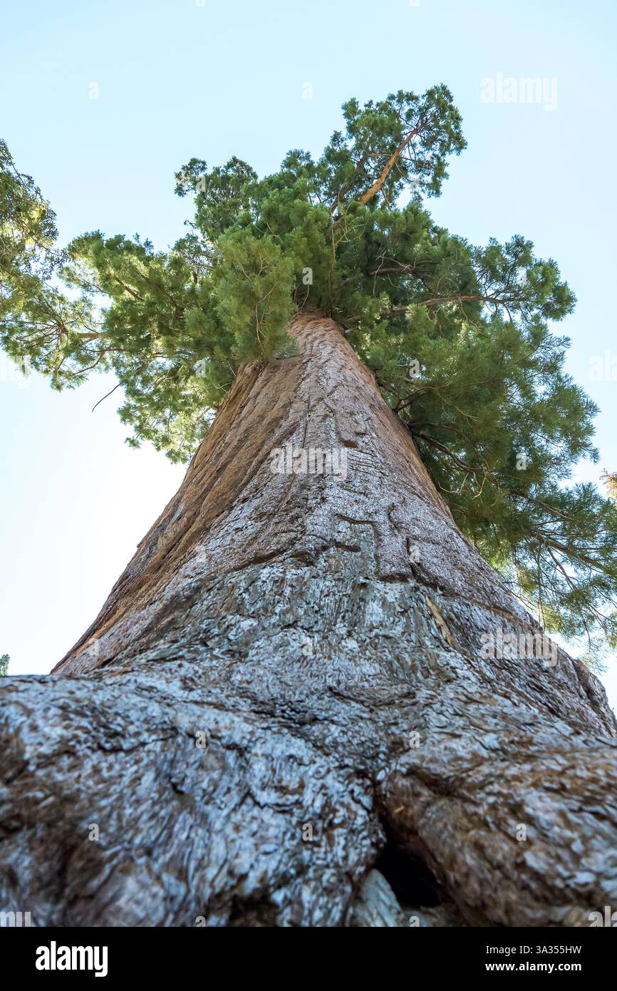 A towering giant sequoia tree in Sequoia National Park, captured from a ...