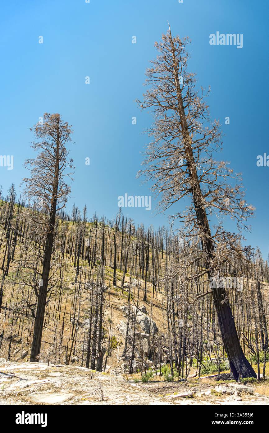 Charred trees stand tall under a clear blue sky in Sequoia National ...