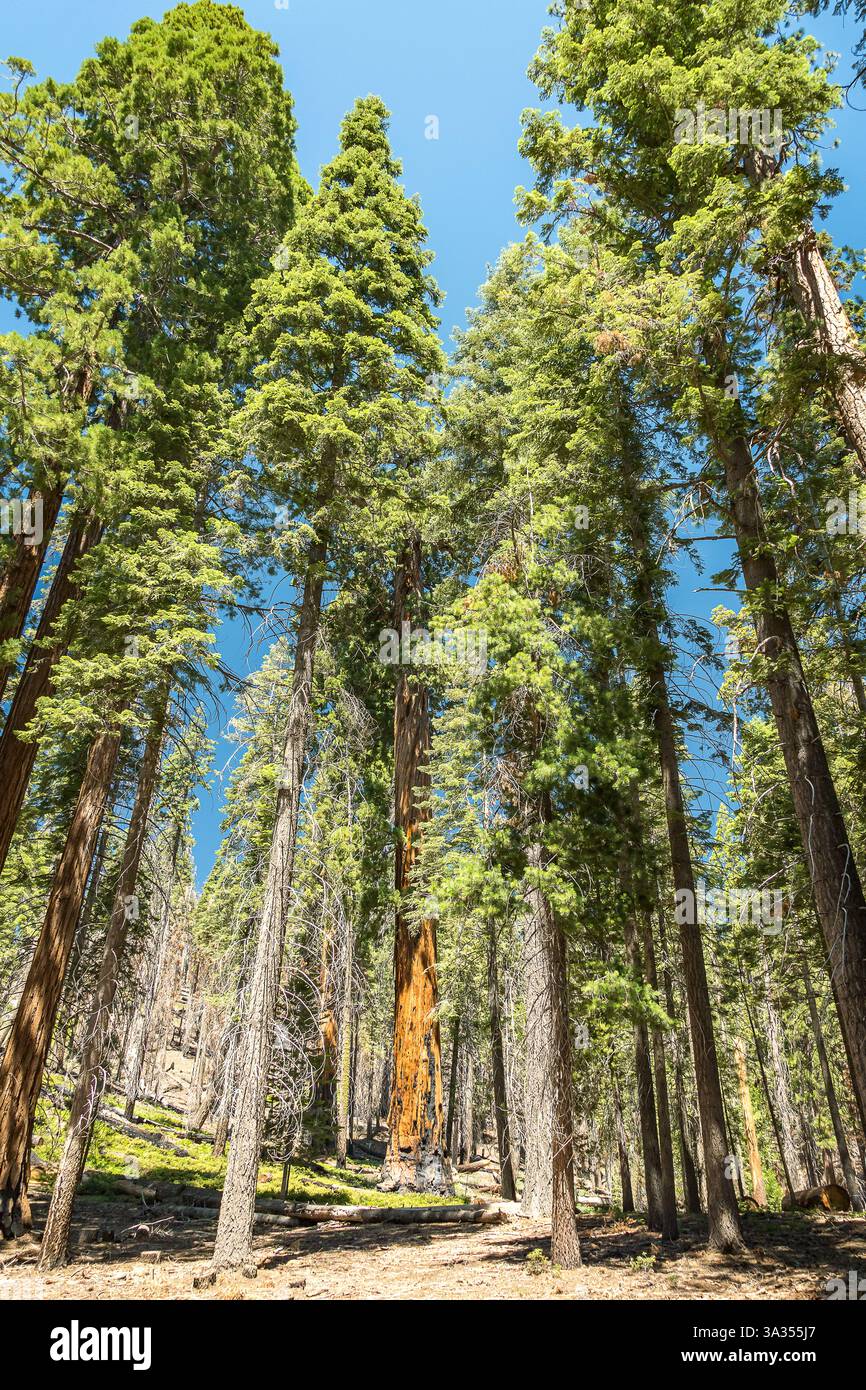 Explore the towering sequoias of Sequoia National Park, California ...