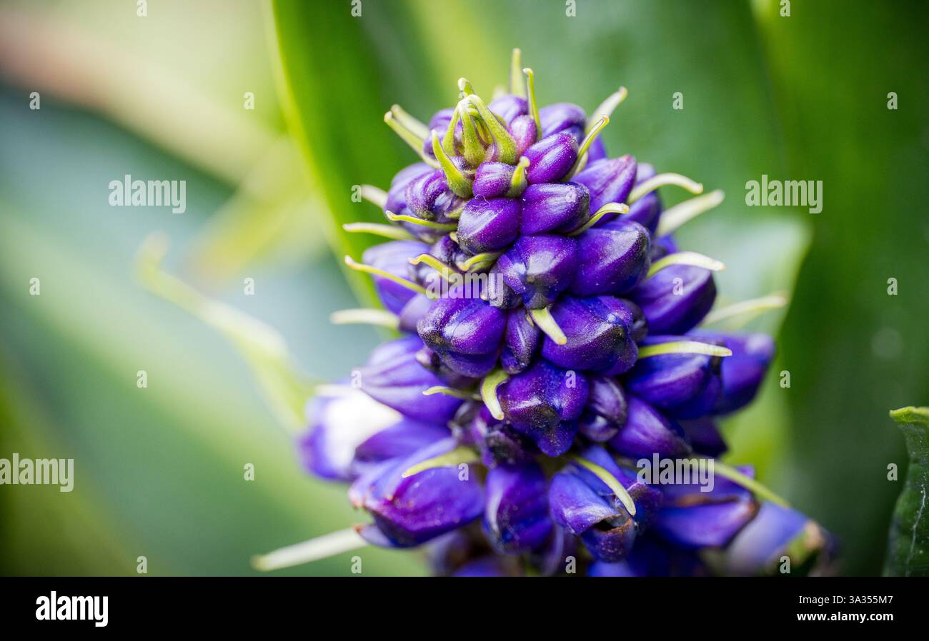 A detailed close-up shot of the vibrant purple flowers of Dichorisandra ...