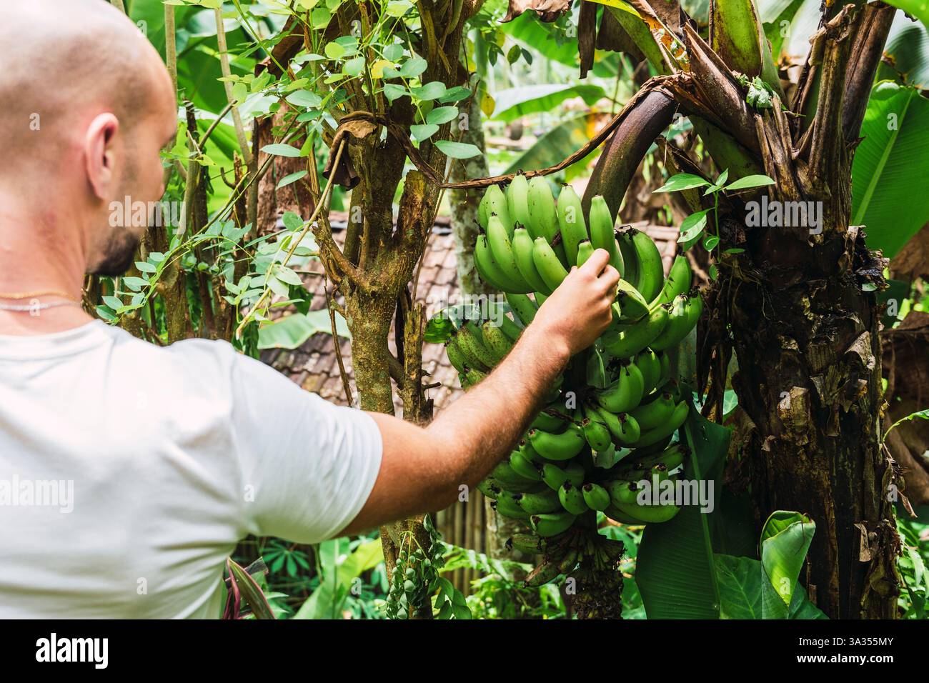 A man harvests green bananas from a tree in a lush, tropical ...
